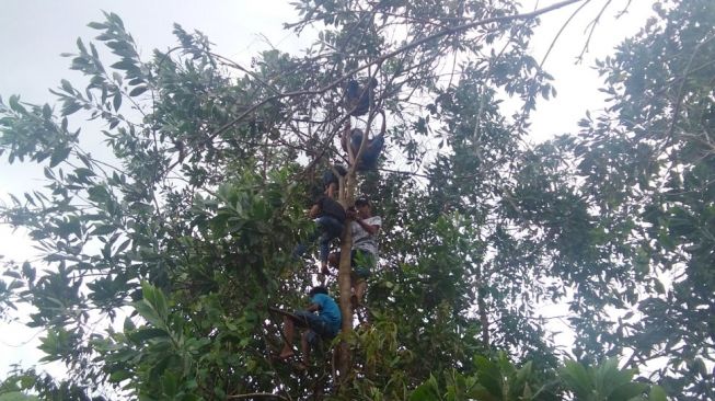 Demi Bisa Belajar Online, Anak-Anak Ini Rela Panjat Pohon Untuk Cari Sinyal
